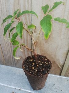 Kotukutuku (NZ tree fuchsia) – Fresh Perceptions