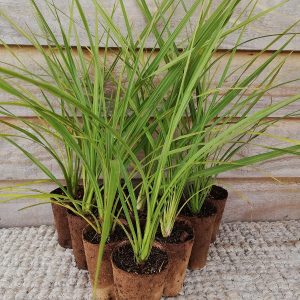 What is a Food Forest? – Fresh Perceptions